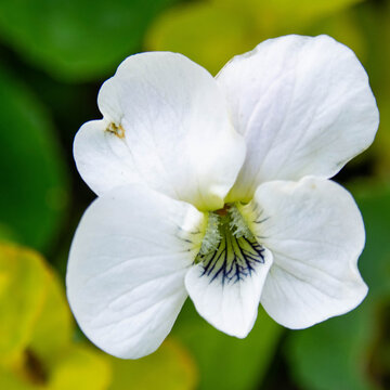 Pfingstblumen-Bilder: Stock-Fotos & -Videos. | Adobe Stock