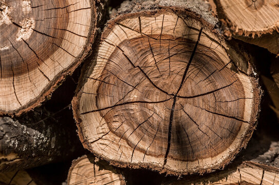 Sawn-Off Images – Browse 8,272 Stock Photos, Vectors, and Video | Adobe ...