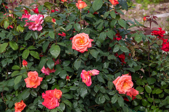 Buschrosen Bilder – Durchsuchen 230,421 Archivfotos, Vektorgrafiken und ...