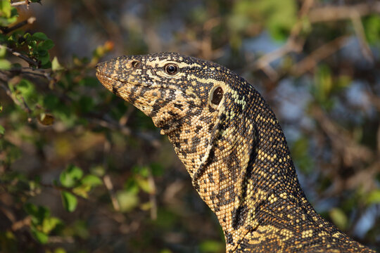 รูปภาพWarane – เลือกดูภาพถ่ายสต็อก เวกเตอร์ และวิดีโอ204 | Adobe Stock