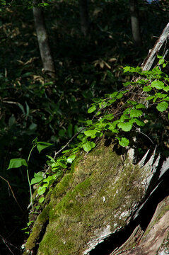 Irradier Images – Parcourir 7,483 le catalogue de photos, vecteurs et ...