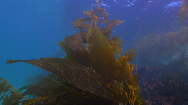 Laminariales bilder – Bläddra bland 335 stockfoton, vektorer och videor ...