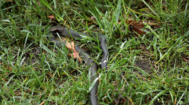 "Dead Snake"-Bilder: Stock-Fotos & -Videos. | Adobe Stock