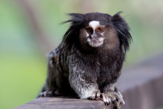 Mico-Estrela Images – Browse 144 Stock Photos, Vectors, and Video ...