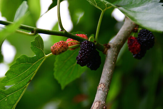 桑 Images – Browse 948 Stock Photos, Vectors, and Video | Adobe Stock