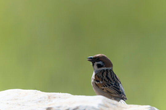Talocher Images – Parcourir 438 le catalogue de photos, vecteurs et ...