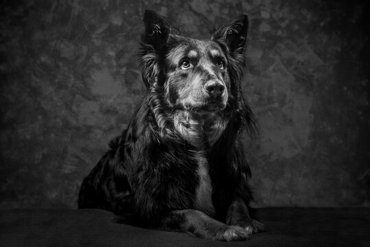 "Dog Photography" Images – Browse 4,357 Stock Photos, Vectors, and ...