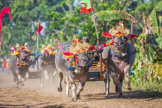 42 BEST Mekepung IMAGES, STOCK PHOTOS & VECTORS | Adobe Stock
