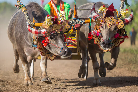 Lembu Bilder – Durchsuchen 211 Archivfotos, Vektorgrafiken und Videos ...