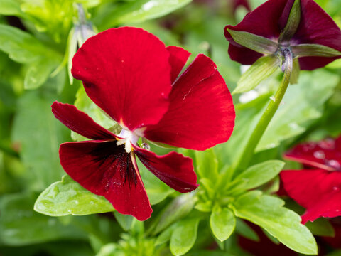 Red Pansy Flower