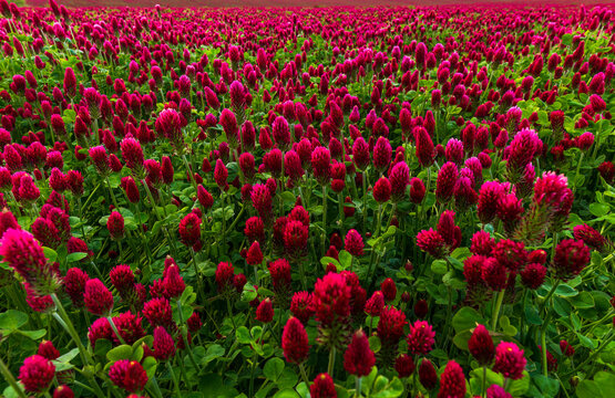 Jetel Images – Browse 23 Stock Photos, Vectors, and Video | Adobe Stock