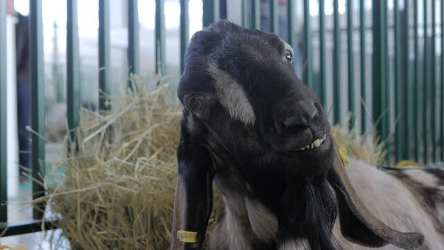 Crazy Goat Images – Browse 1,715 Stock Photos, Vectors, and Video ...