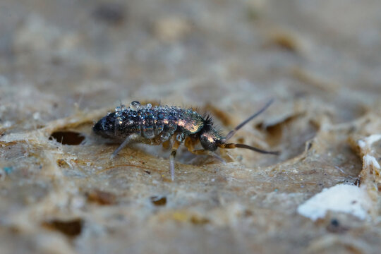รูปภาพSpringtail – เลือกดูภาพถ่ายสต็อก เวกเตอร์ และวิดีโอ859 | Adobe Stock
