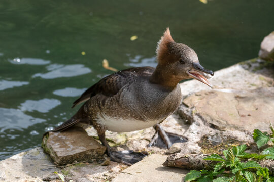 Bufflehead Hen Standing