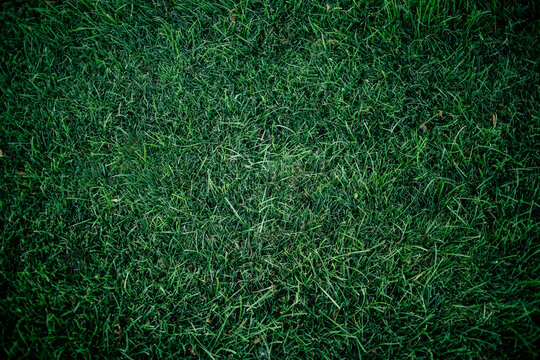 Dark Green Grass Background Images – Browse 146,274 Stock Photos ...