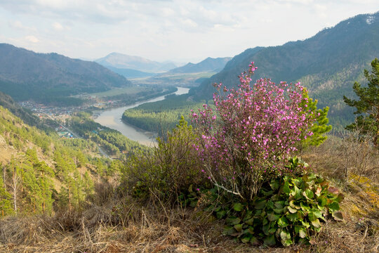 Bagulnik Bilder – Durchsuchen 584 Archivfotos, Vektorgrafiken und ...