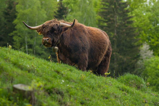 Krowa Bilder – Durchsuchen 4,363 Archivfotos, Vektorgrafiken und Videos ...