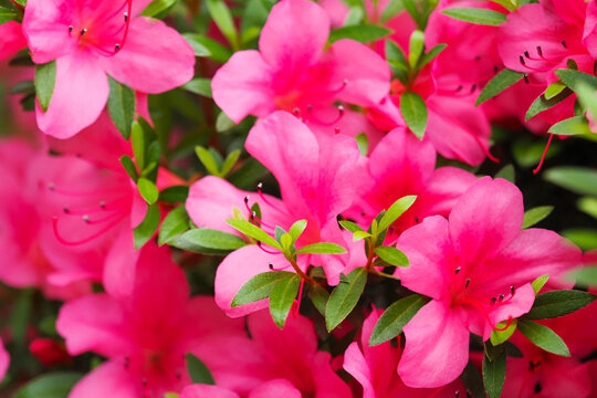 "Pink Azalea" Bilder – Durchsuchen 531 Archivfotos, Vektorgrafiken und ...
