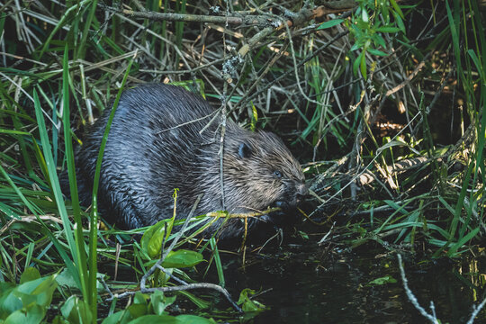 รูปภาพNagen – เลือกดูภาพถ่ายสต็อก เวกเตอร์ และวิดีโอ1,472 | Adobe Stock