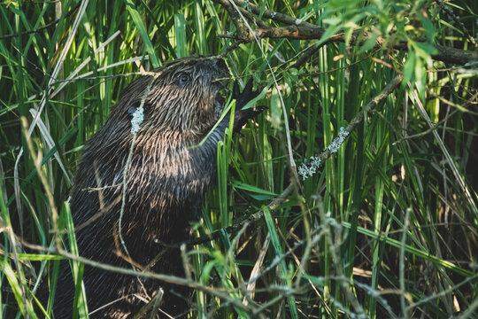 รูปภาพNagen – เลือกดูภาพถ่ายสต็อก เวกเตอร์ และวิดีโอ1,472 | Adobe Stock