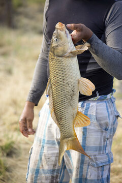 รูปภาพBatoids – เลือกดูภาพถ่ายสต็อก เวกเตอร์ และวิดีโอ64,162 | Adobe Stock