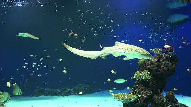 Batoidea Imej – Semak Imbas 1,232 Foto, Vektor dan Video Stok | Adobe Stock