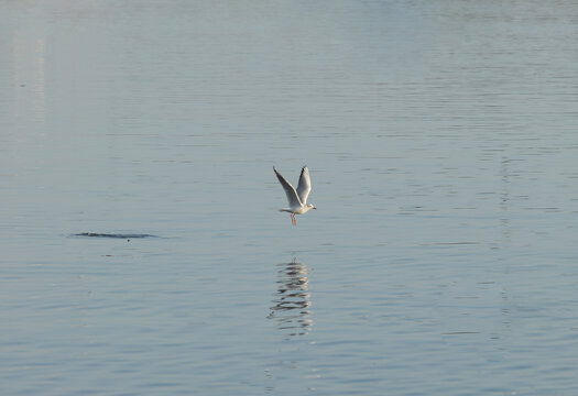 Chinna Images – Browse 53 Stock Photos, Vectors, and Video | Adobe Stock