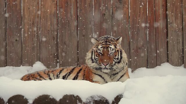 Snow Tiger Images – Browse 19,711 Stock Photos, Vectors, and Video ...