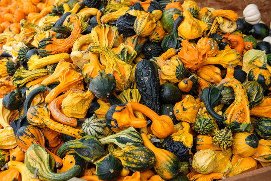 223,192 BÄSTA Kalebass BILDER, STOCKFOTON OCH VEKTORBILDER | Adobe Stock