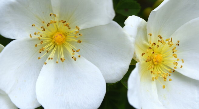 รูปภาพBuschrose – เลือกดูภาพถ่ายสต็อก เวกเตอร์ และวิดีโอ283 | Adobe Stock