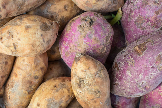 Kamote Images – Browse 48 Stock Photos, Vectors, and Video | Adobe Stock