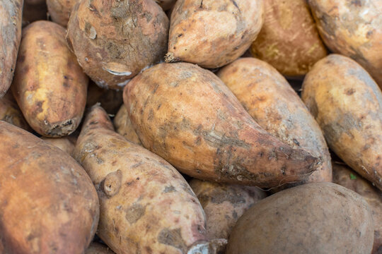 Kamote Images – Browse 45 Stock Photos, Vectors, and Video | Adobe Stock