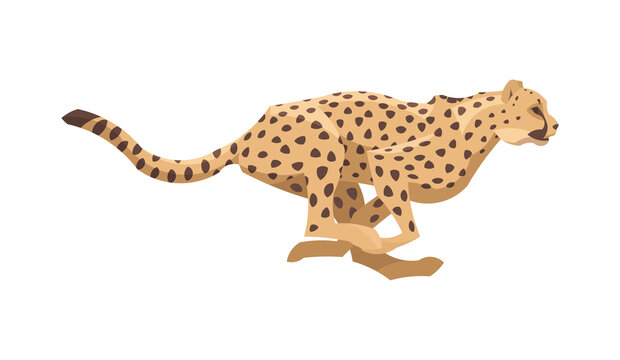 Cartoon Cheetah Running