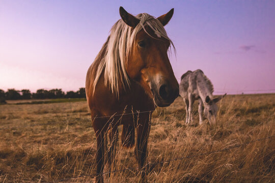 Chevalin Bilder – Durchsuchen 6,642 Archivfotos, Vektorgrafiken und ...