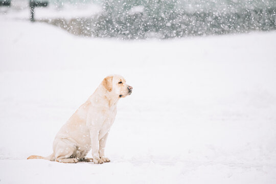 Sad Dog In Snow Bilder – Durchsuchen 4,856 Archivfotos, Vektorgrafiken ...