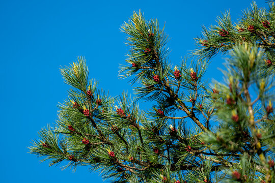 Zirbenbaum Bilder – Durchsuchen 1,448 Archivfotos, Vektorgrafiken und ...