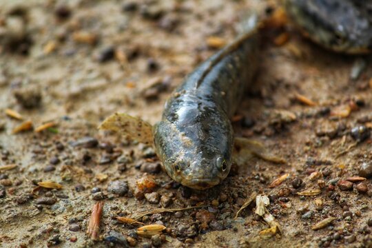 55 BEST Mudfish IMAGES, STOCK PHOTOS & VECTORS | Adobe Stock