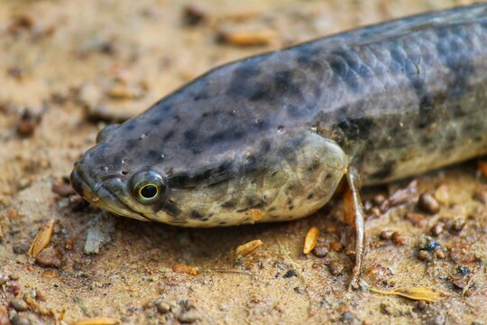 Mudfish Images – Browse 60 Stock Photos, Vectors, and Video | Adobe Stock