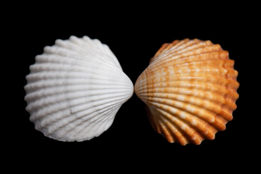 Differences And Similarities Background Images – Browse 6 Stock Photos ...