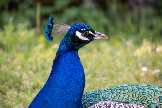 Blue-Peafowl Bilder – Durchsuchen 65 Archivfotos, Vektorgrafiken und ...