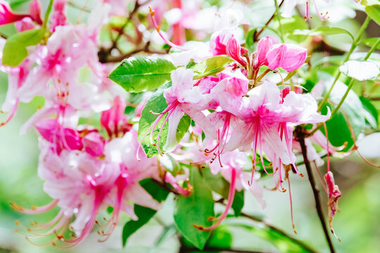 "Pink Azalea" Bilder – Durchsuchen 531 Archivfotos, Vektorgrafiken und ...