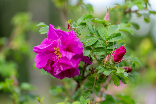 "Rosa Rugosa" Images – Browse 3,358 Stock Photos, Vectors, and Video ...