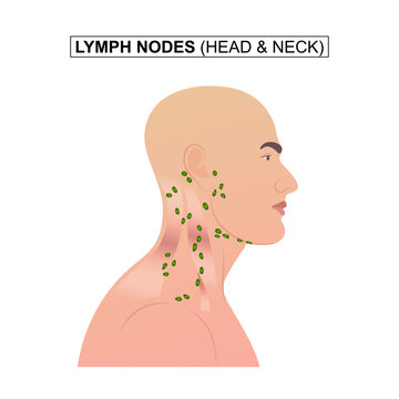 Understanding Lymph Nodes Behind The Ear: Functions,, 40% OFF