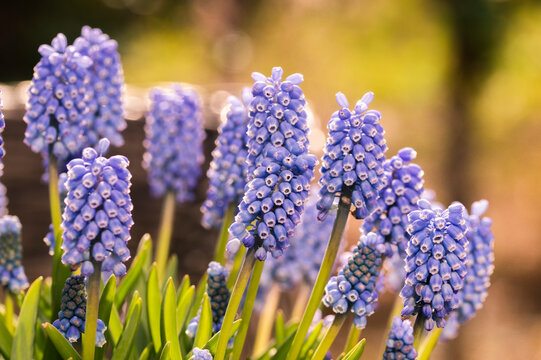 Hyacinthaceae Bilder – Durchsuchen 2,271 Archivfotos, Vektorgrafiken ...