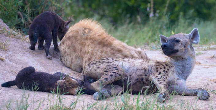 Afbeeldingen over "Laughing Hyena" – Blader in stockfoto's, vectoren en ...