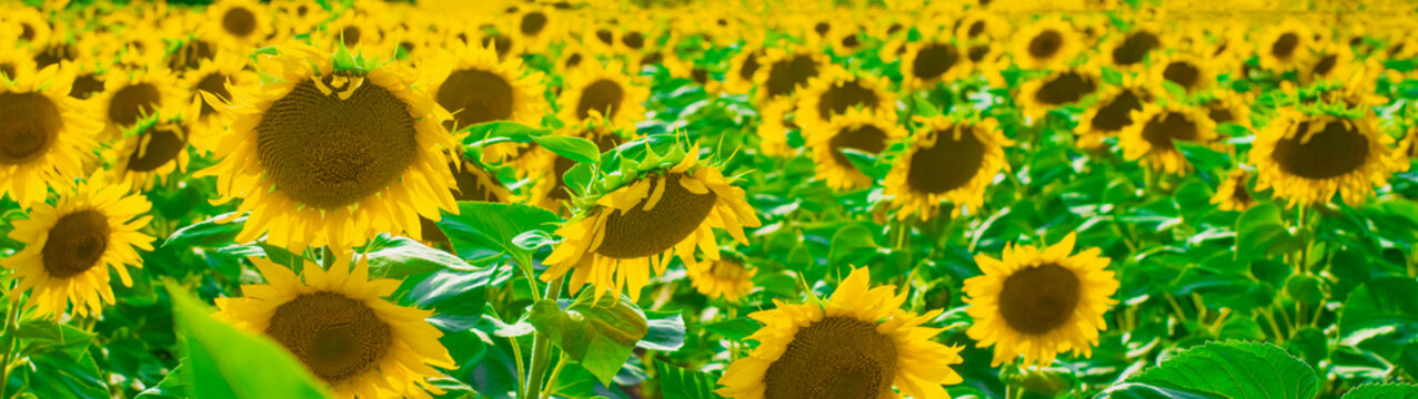 "Sunflower Banner" Images – Browse 159 Stock Photos, Vectors, and Video | Adobe Stock