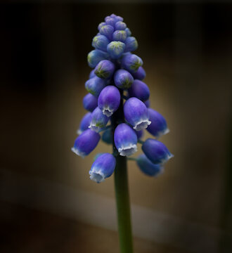 「Perlhyazinthe」の写真素材 | 221件の無料イラスト画像 | Adobe Stock