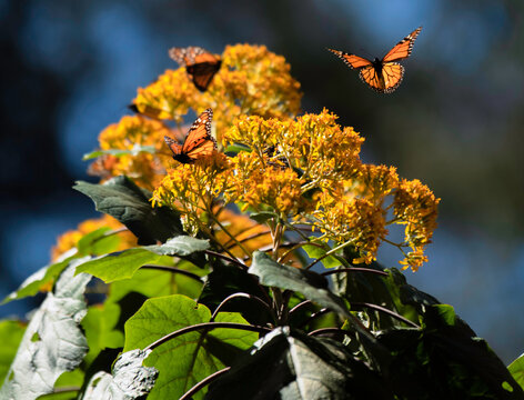 Monarcha Images – Browse 5,565 Stock Photos, Vectors, and Video | Adobe ...