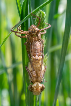 รูปภาพHemimetaboly – เลือกดูภาพถ่ายสต็อก เวกเตอร์ และวิดีโอ223 | Adobe ...