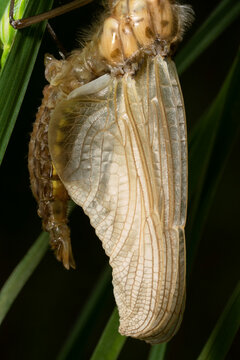 รูปภาพHemimetaboly – เลือกดูภาพถ่ายสต็อก เวกเตอร์ และวิดีโอ114 | Adobe ...